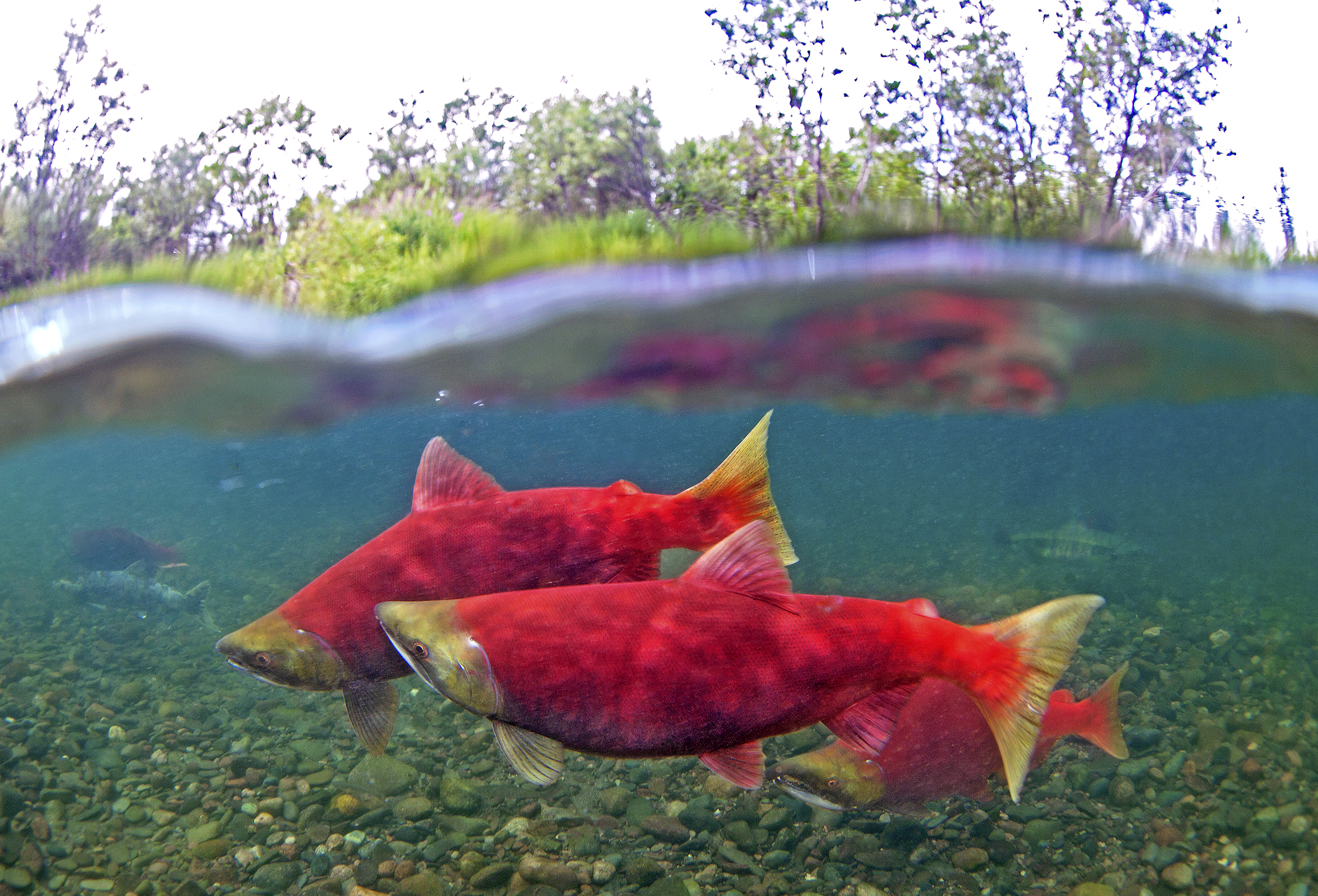 Aniakchak River | Rivers.gov