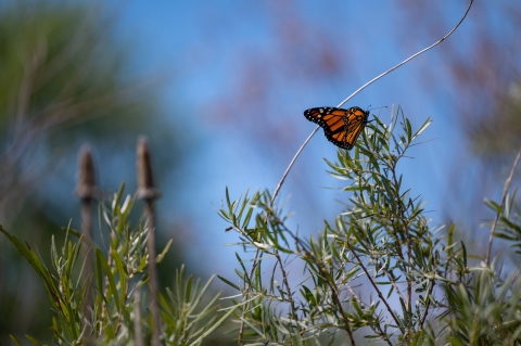 Monarch butterfly at Buckley Space Force Base | FWS.gov